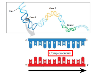 IBDP Biology 2025 SL&HL: D1.2 Protein synthesis Study Notes
