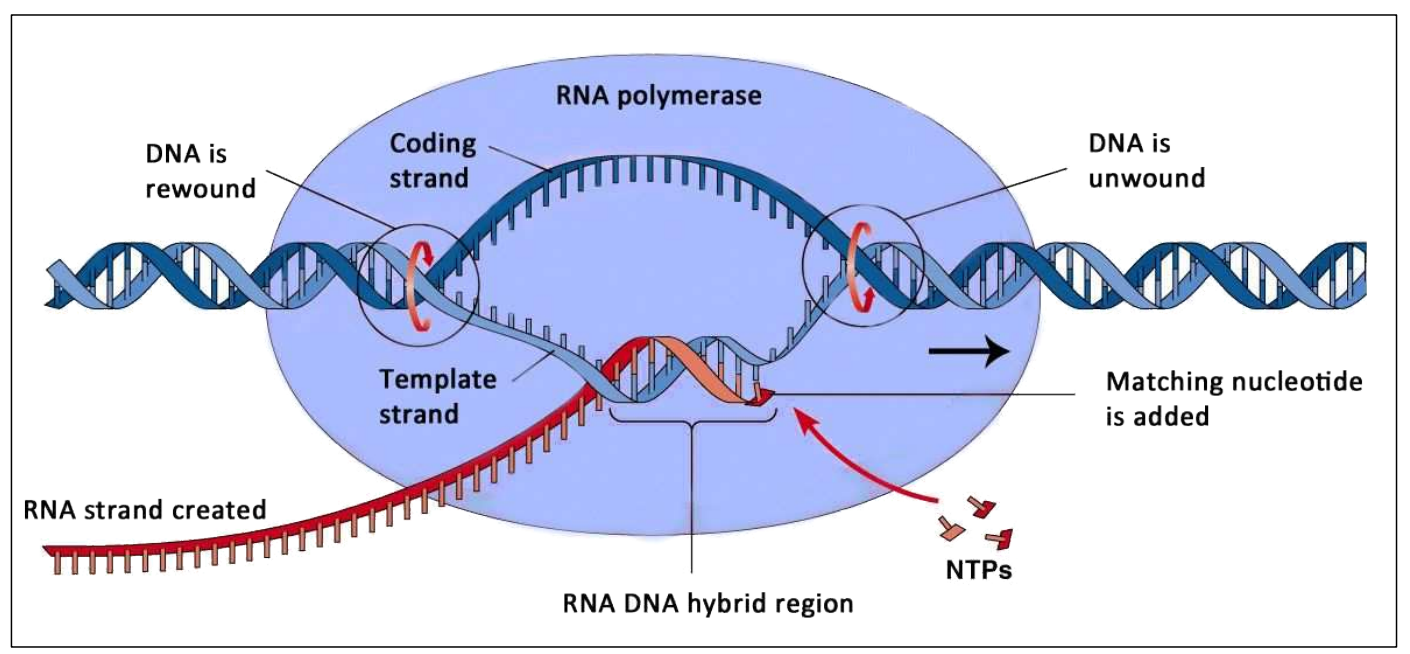 IBDP Biology 2025 SL&HL: D1.2 Protein synthesis Study Notes