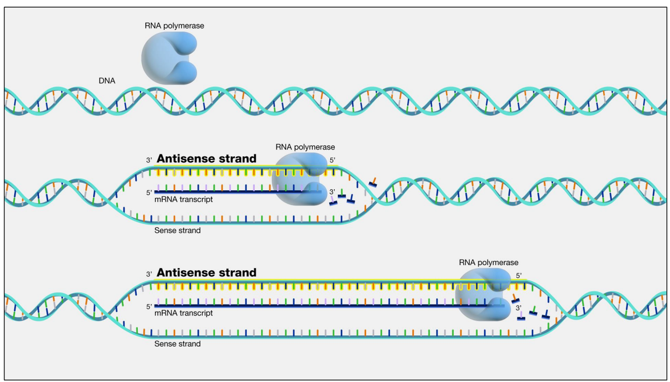 IBDP Biology 2025 SL&HL: D1.2 Protein synthesis Study Notes