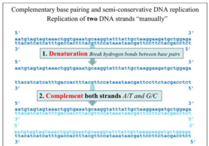 IBDP Biology 2025 SL&HL: D1.2 Protein synthesis Study Notes