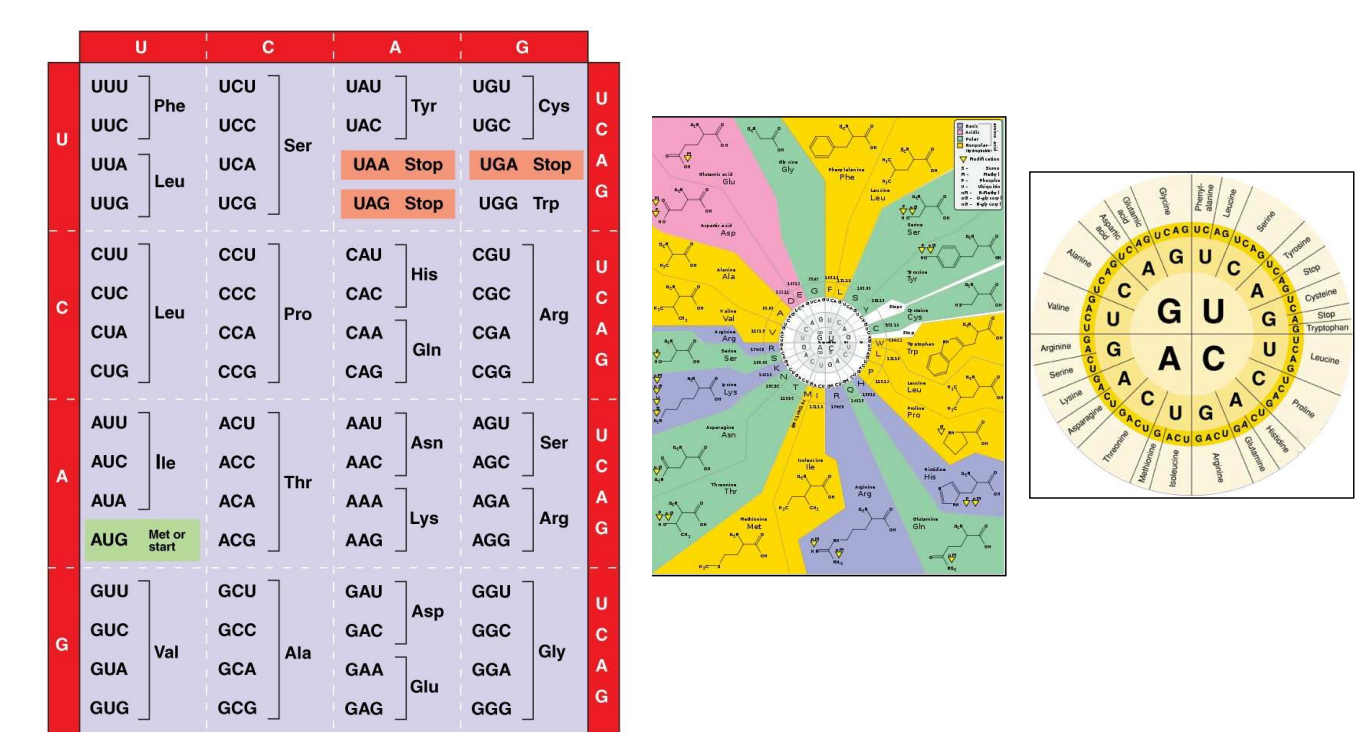 IBDP Biology 2025 SL&HL: D1.2 Protein synthesis Study Notes