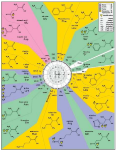 IBDP Biology 2025 SL&HL: D1.2 Protein synthesis Study Notes