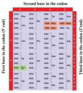 IBDP Biology 2025 SL&HL: D1.2 Protein synthesis Study Notes