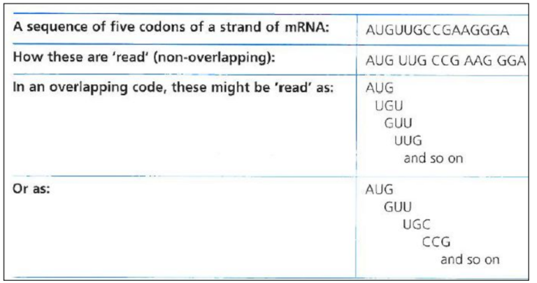 IBDP Biology 2025 SL&HL: D1.2 Protein synthesis Study Notes