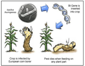 IBDP Biology 2025 SL&HL: D1.2 Protein synthesis Study Notes