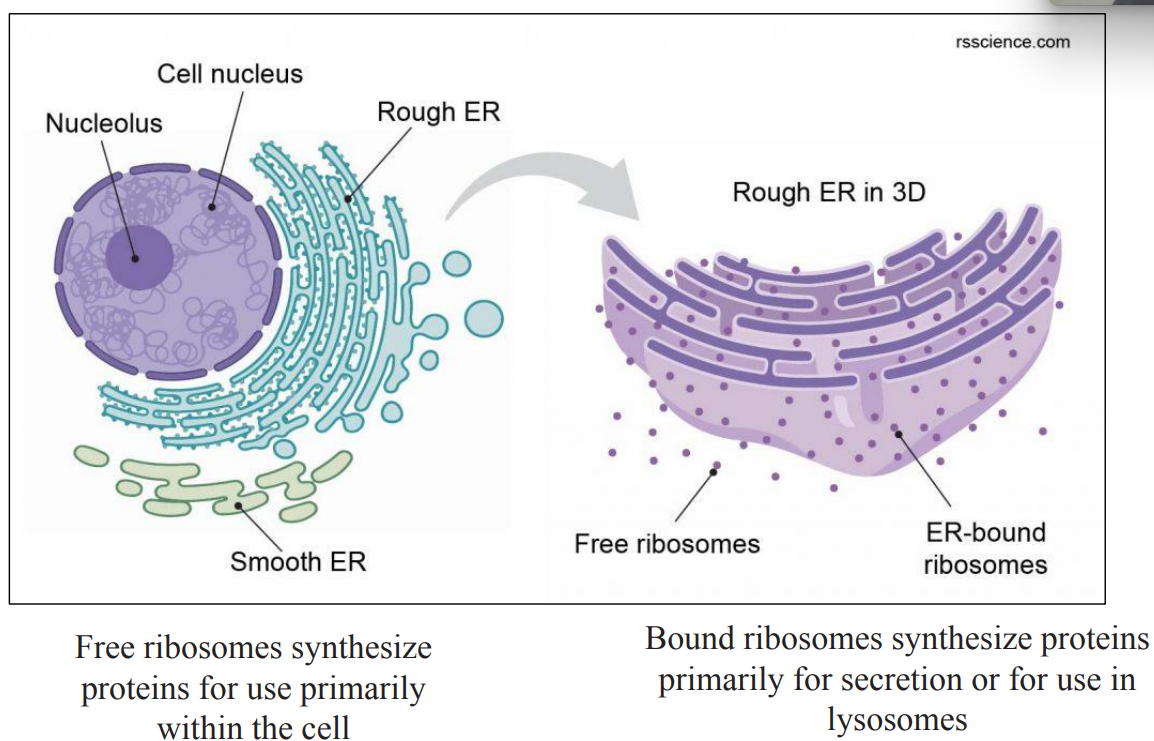 IBDP Biology 2025 SL&HL: D1.2 Protein synthesis Study Notes