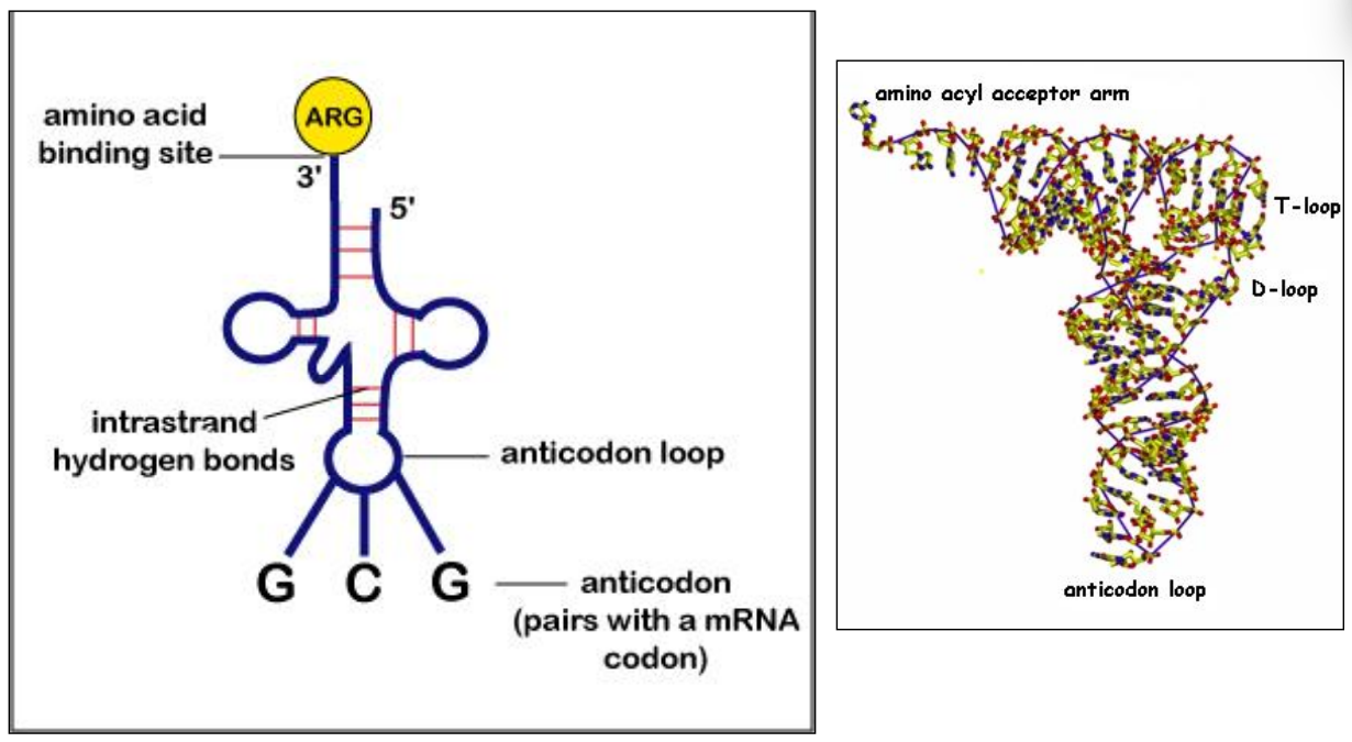 IBDP Biology 2025 SL&HL: D1.2 Protein synthesis Study Notes