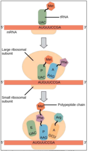 IBDP Biology 2025 SL&HL: D1.2 Protein synthesis Study Notes