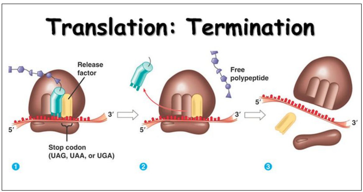 IBDP Biology 2025 SL&HL: D1.2 Protein synthesis Study Notes