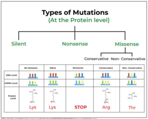 IBDP Biology 2025 SL&HL: D1.2 Protein synthesis Study Notes