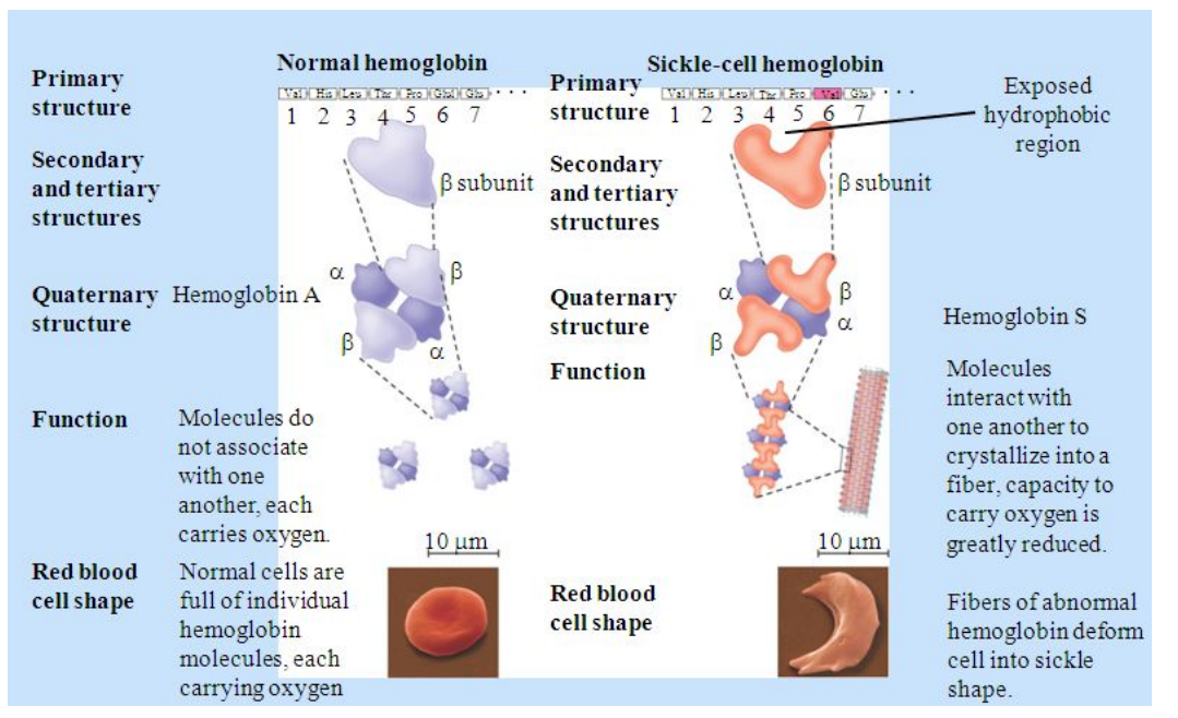 IBDP Biology 2025 SL&HL: D1.2 Protein synthesis Study Notes
