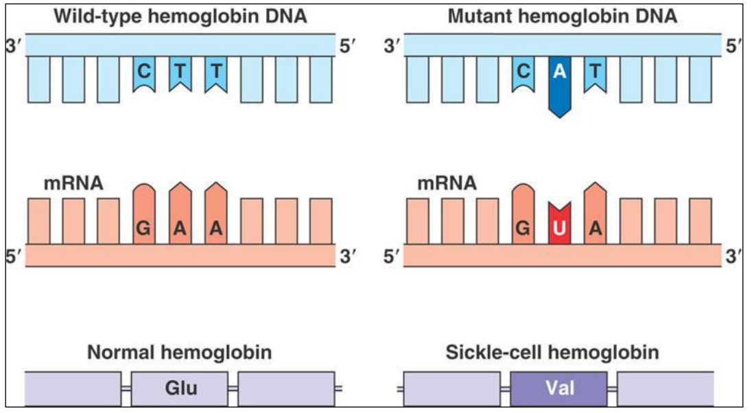IBDP Biology 2025 SL&HL: D1.2 Protein synthesis Study Notes