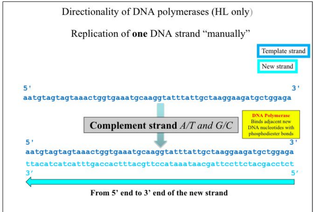 IBDP Biology 2025 SL&HL: D1.2 Protein synthesis Study Notes