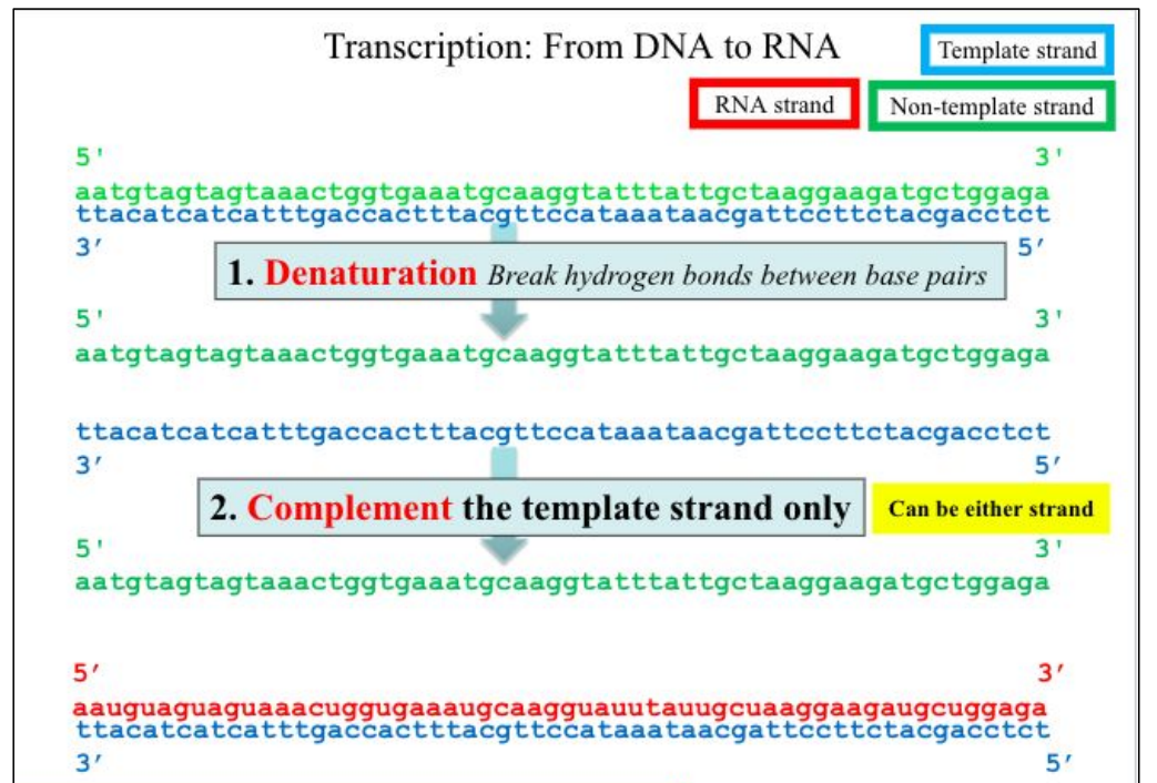 IBDP Biology 2025 SL&HL: D1.2 Protein synthesis Study Notes