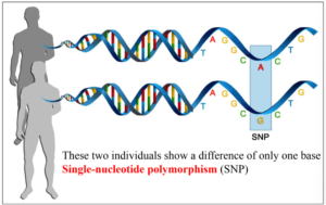 IBDP Biology 2025 SL&HL: D1.3 Mutations and gene editing Study Notes