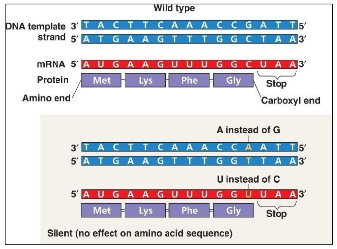 IBDP Biology 2025 SL&HL: D1.3 Mutations and gene editing Study Notes