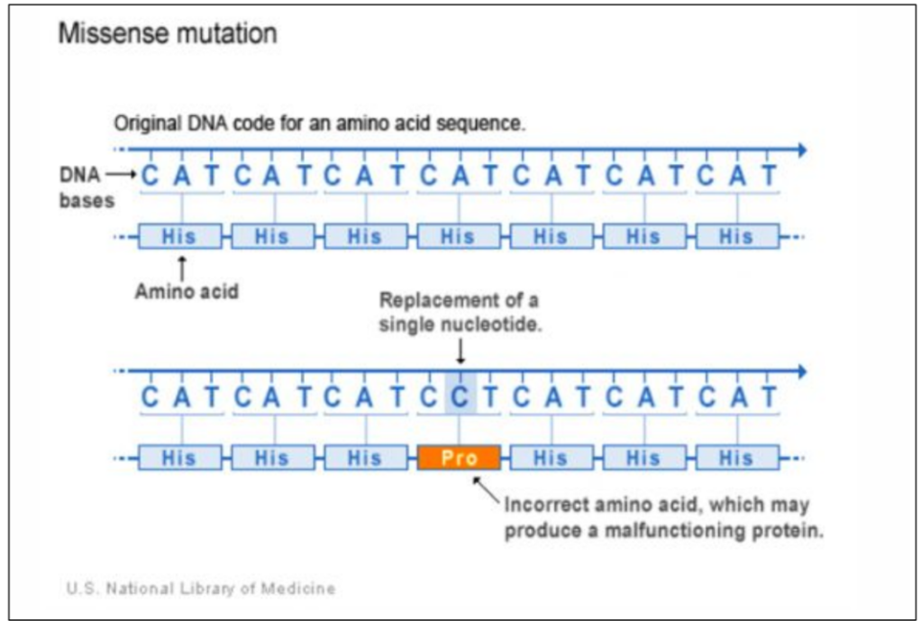 IBDP Biology 2025 SL&HL: D1.3 Mutations and gene editing Study Notes