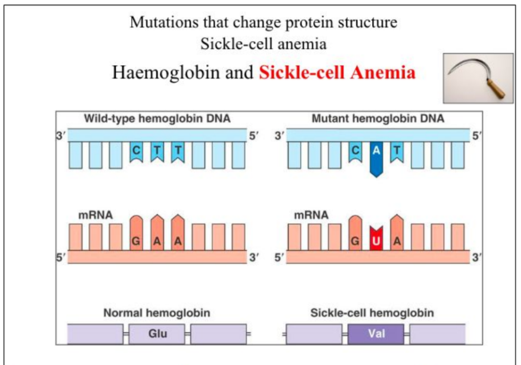IBDP Biology 2025 SL&HL: D1.3 Mutations and gene editing Study Notes