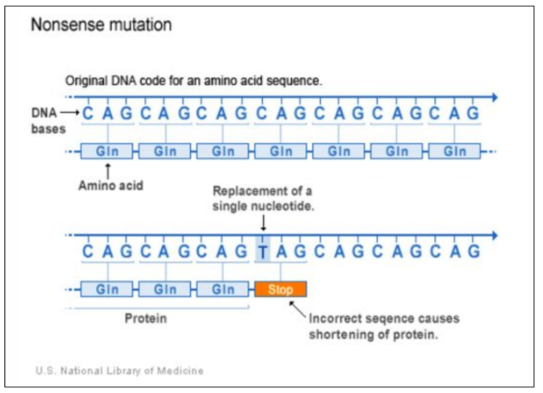 IBDP Biology 2025 SL&HL: D1.3 Mutations and gene editing Study Notes
