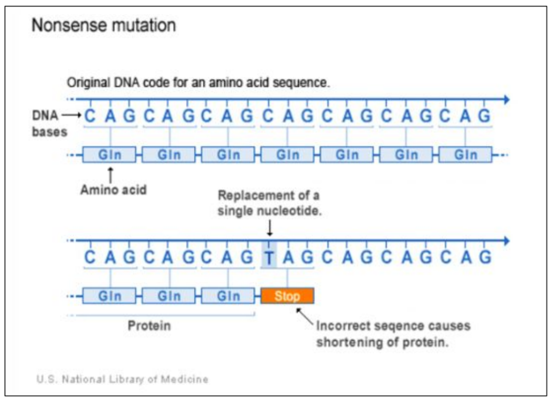 IBDP Biology 2025 SL&HL: D1.3 Mutations and gene editing Study Notes