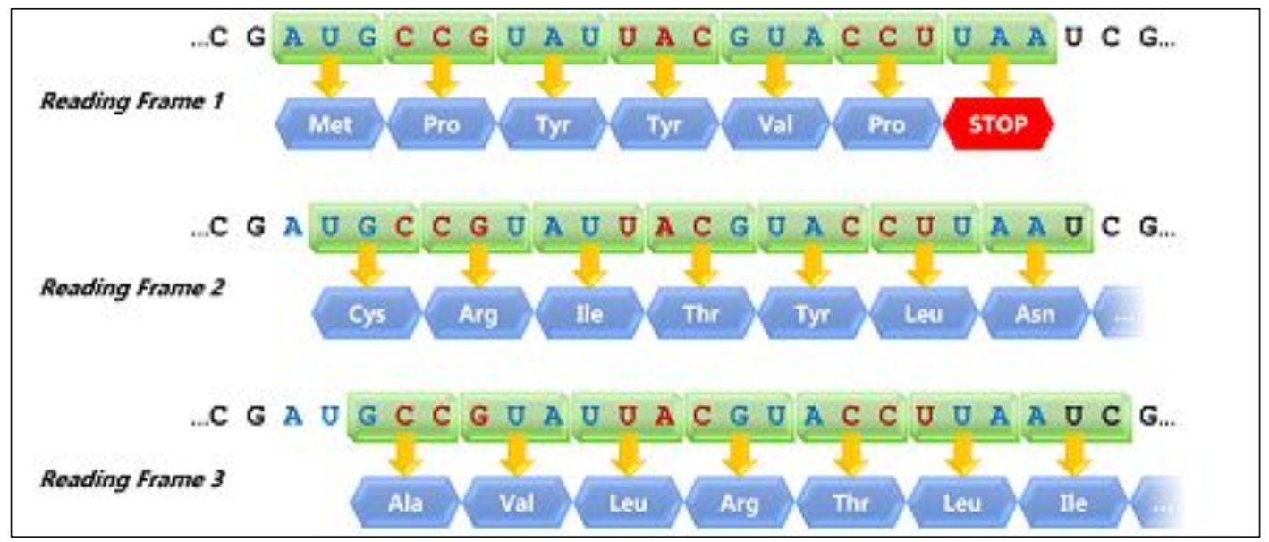 IBDP Biology 2025 SL&HL: D1.3 Mutations and gene editing Study Notes