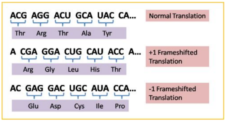 IBDP Biology 2025 SL&HL: D1.3 Mutations and gene editing Study Notes