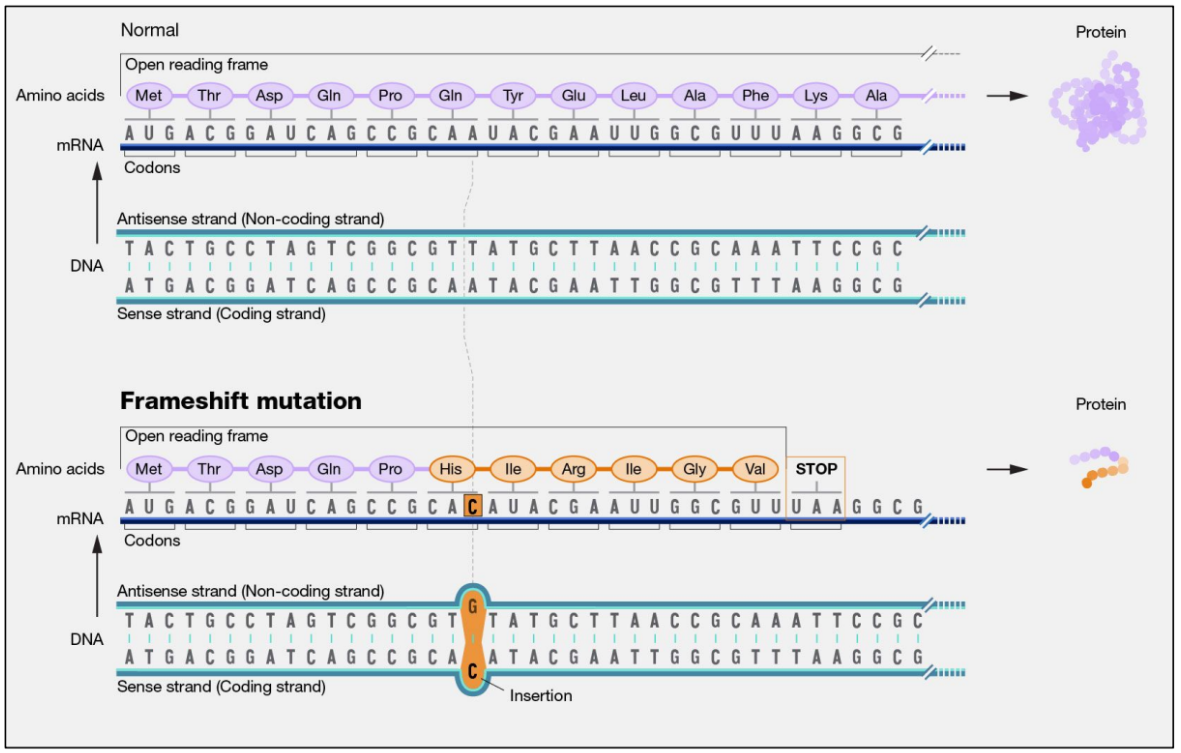 IBDP Biology 2025 SL&HL: D1.3 Mutations and gene editing Study Notes
