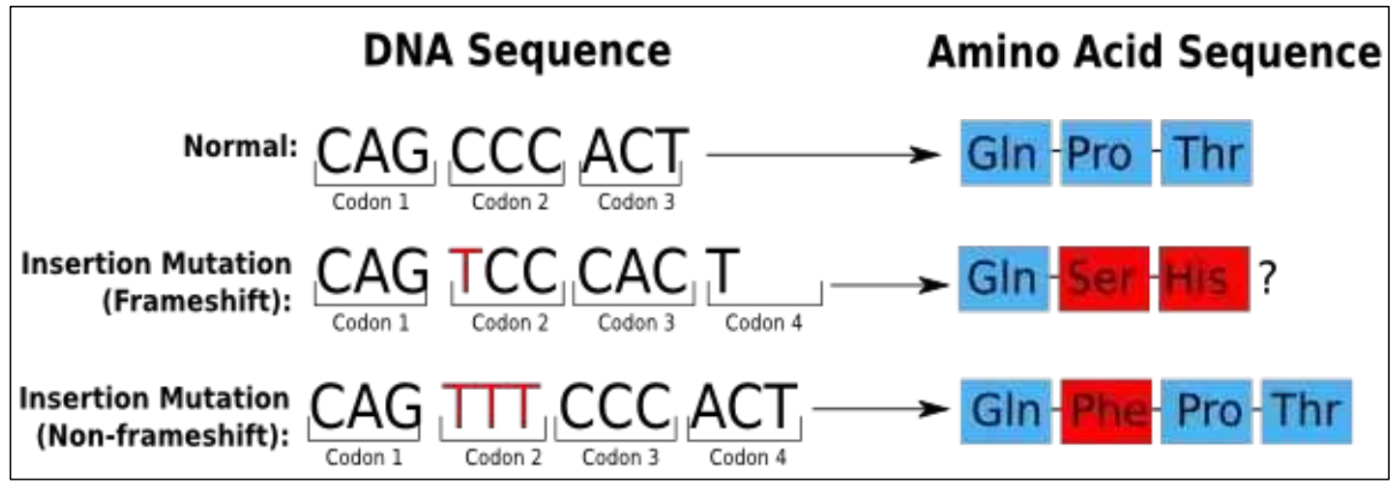 IBDP Biology 2025 SL&HL: D1.3 Mutations and gene editing Study Notes