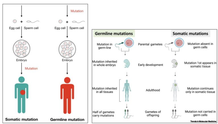 IBDP Biology 2025 SL&HL: D1.3 Mutations and gene editing Study Notes
