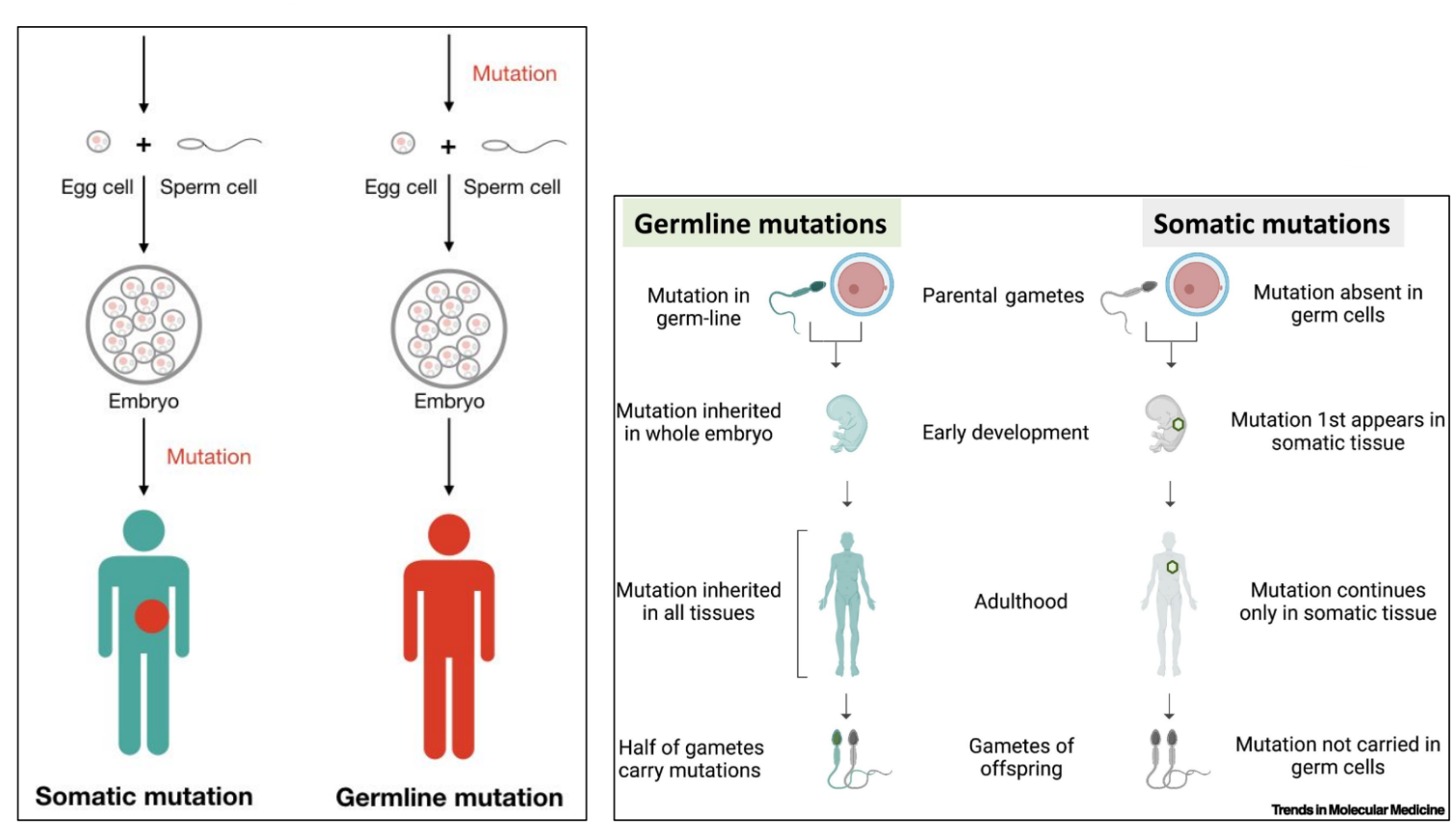 IBDP Biology 2025 SL&HL: D1.3 Mutations and gene editing Study Notes ...
