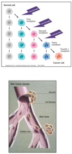IBDP Biology 2025 SL&HL: D1.3 Mutations and gene editing Study Notes