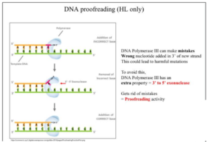 IBDP Biology 2025 SL&HL: D1.3 Mutations and gene editing Study Notes