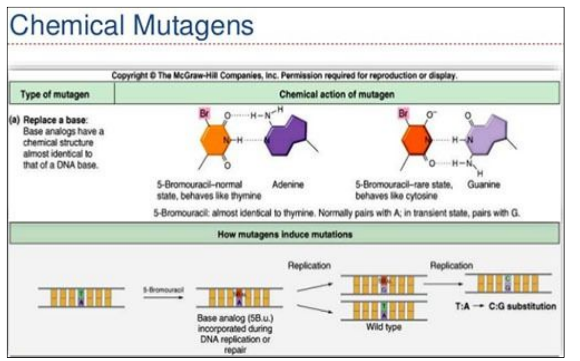 IBDP Biology 2025 SL&HL: D1.3 Mutations and gene editing Study Notes