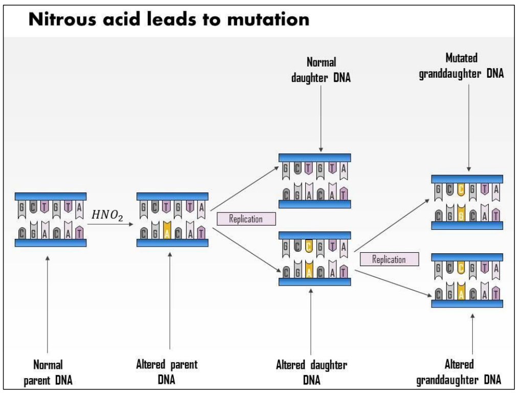 IBDP Biology 2025 SL&HL: D1.3 Mutations and gene editing Study Notes