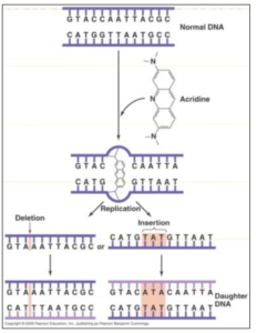 IBDP Biology 2025 SL&HL: D1.3 Mutations and gene editing Study Notes