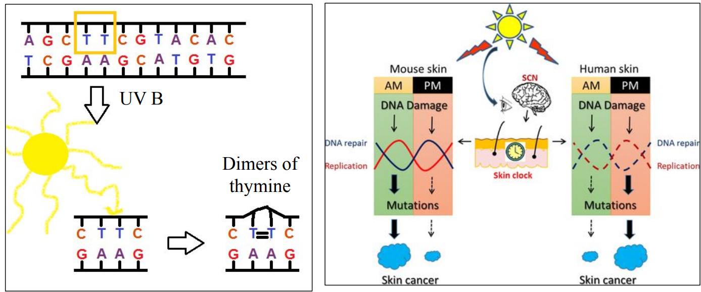 IBDP Biology 2025 SL&HL: D1.3 Mutations and gene editing Study Notes ...