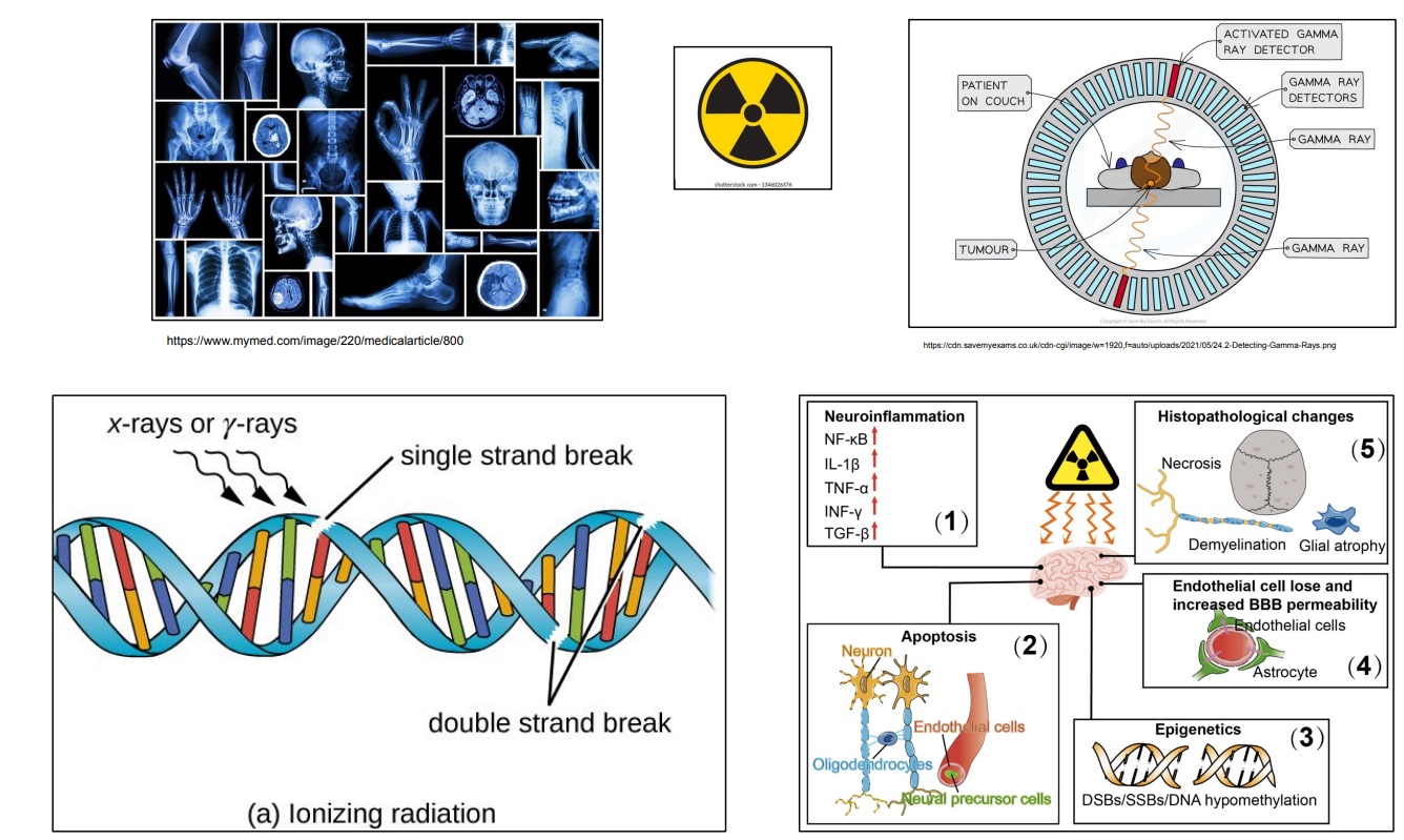 IBDP Biology 2025 SL&HL: D1.3 Mutations and gene editing Study Notes