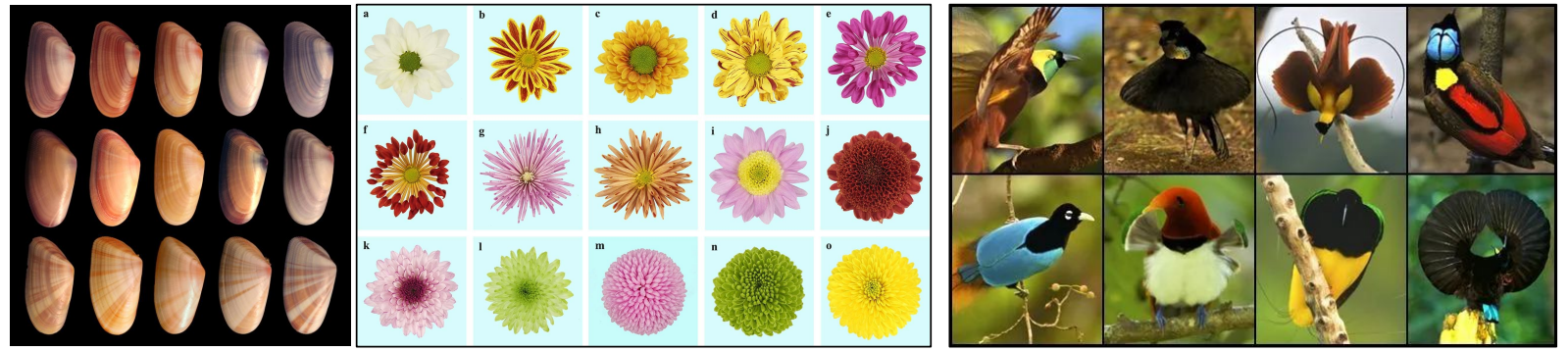 IBDP Biology 2025 SL&HL: D1.3 Mutations and gene editing Study Notes