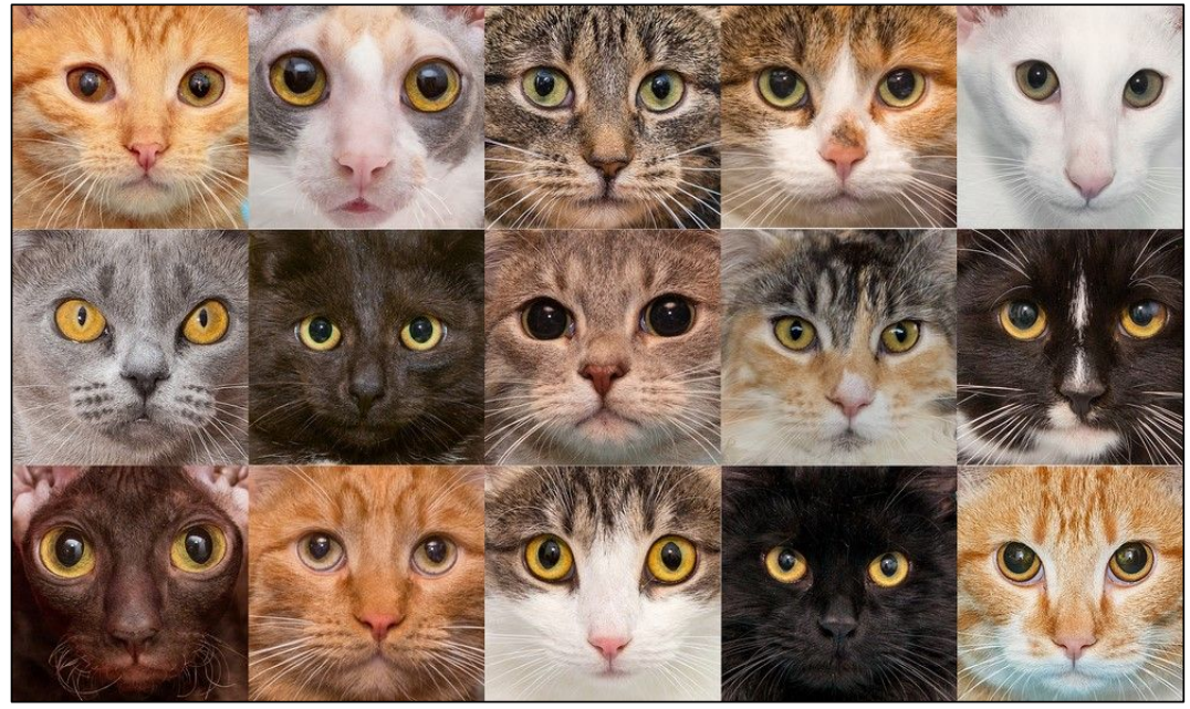 IBDP Biology 2025 SL&HL: D1.3 Mutations and gene editing Study Notes ...