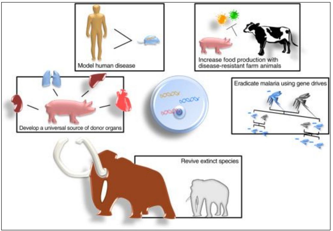 IBDP Biology 2025 SL&HL: D1.3 Mutations and gene editing Study Notes