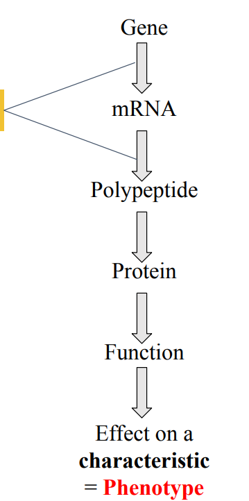 IBDP Biology 2025 SL&HL: D2.2 Gene expression Study Notes