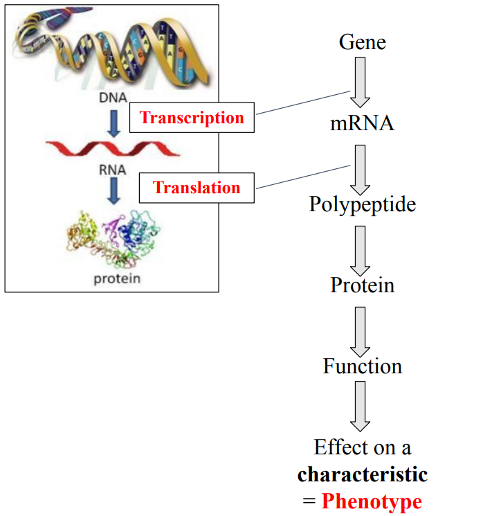 IBDP Biology 2025 SL&HL: D2.2 Gene expression Study Notes