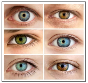 IBDP Biology 2025 SL&HL: D2.2 Gene expression Study Notes