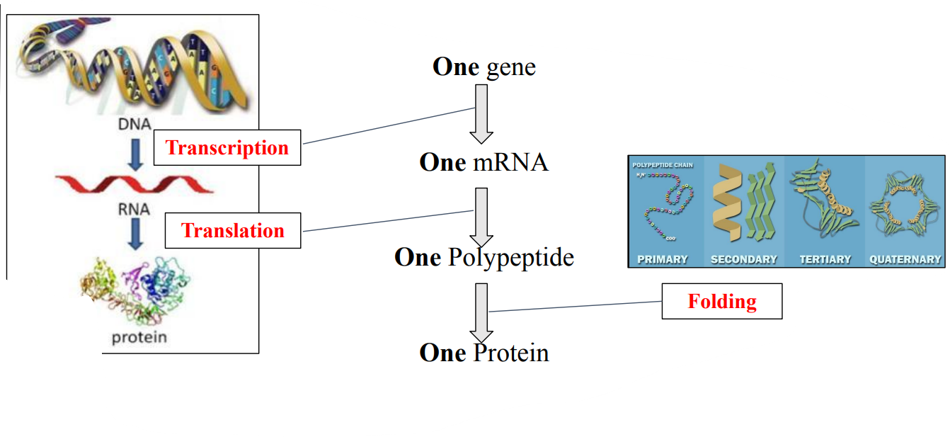 IBDP Biology 2025 SL&HL: D2.2 Gene expression Study Notes