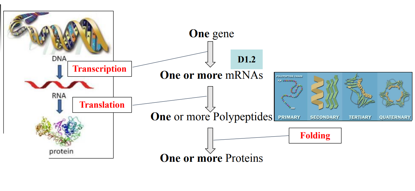 IBDP Biology 2025 SL&HL: D2.2 Gene expression Study Notes