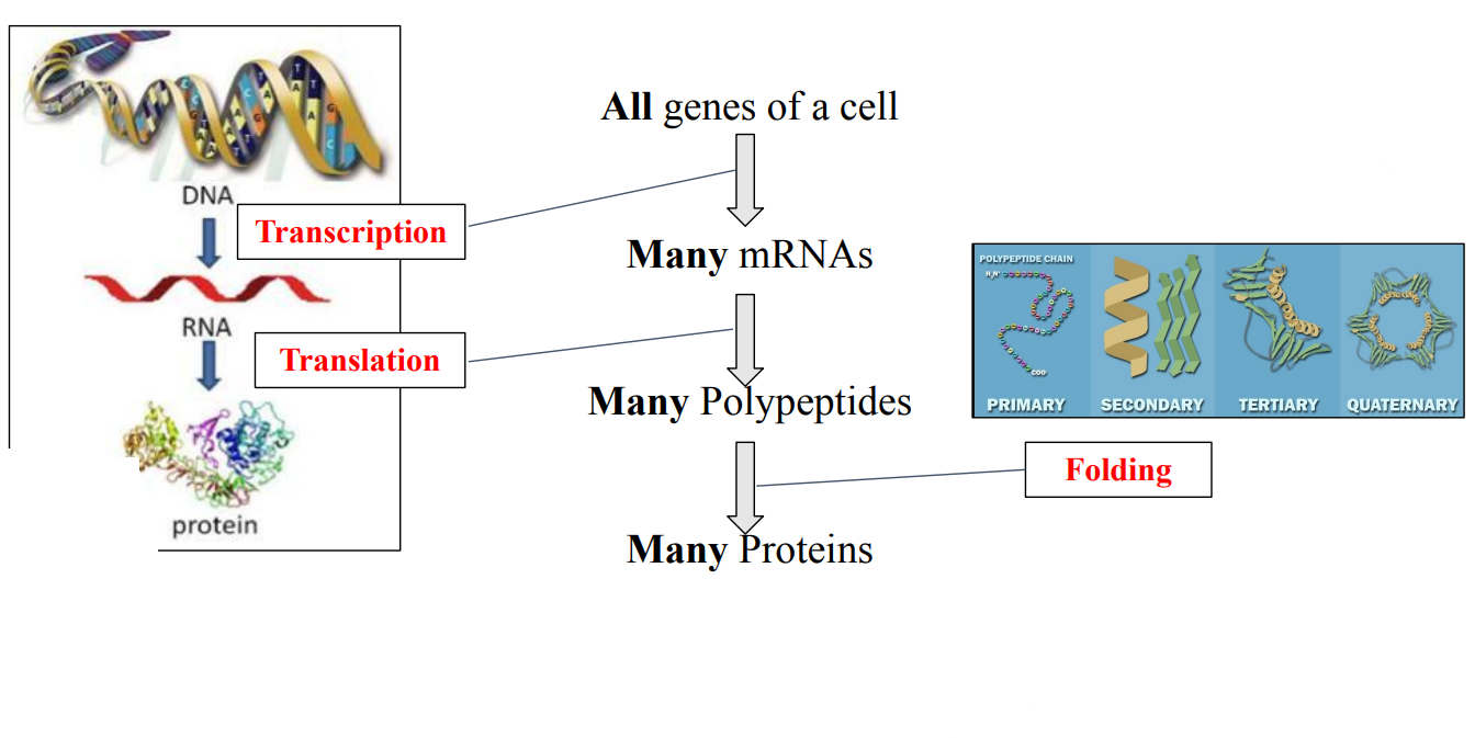 IBDP Biology 2025 SL&HL: D2.2 Gene expression Study Notes