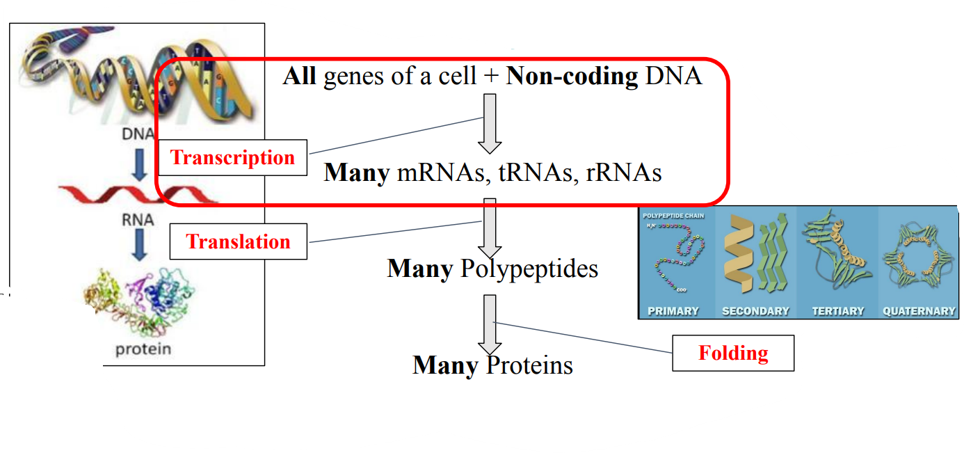 IBDP Biology 2025 SL&HL: D2.2 Gene expression Study Notes
