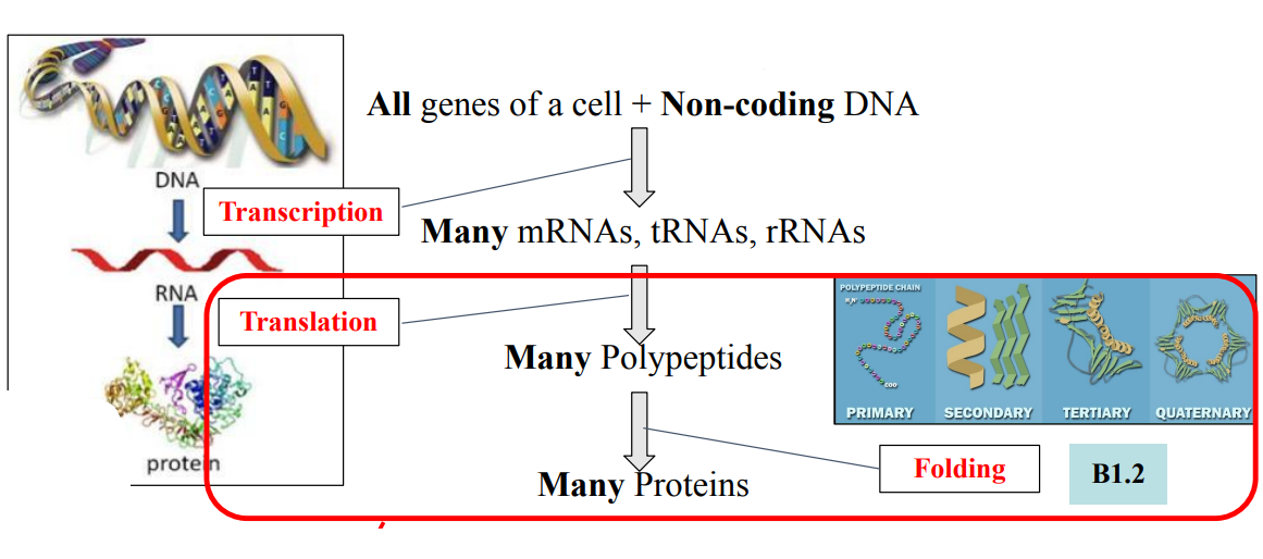 IBDP Biology 2025 SL&HL: D2.2 Gene expression Study Notes