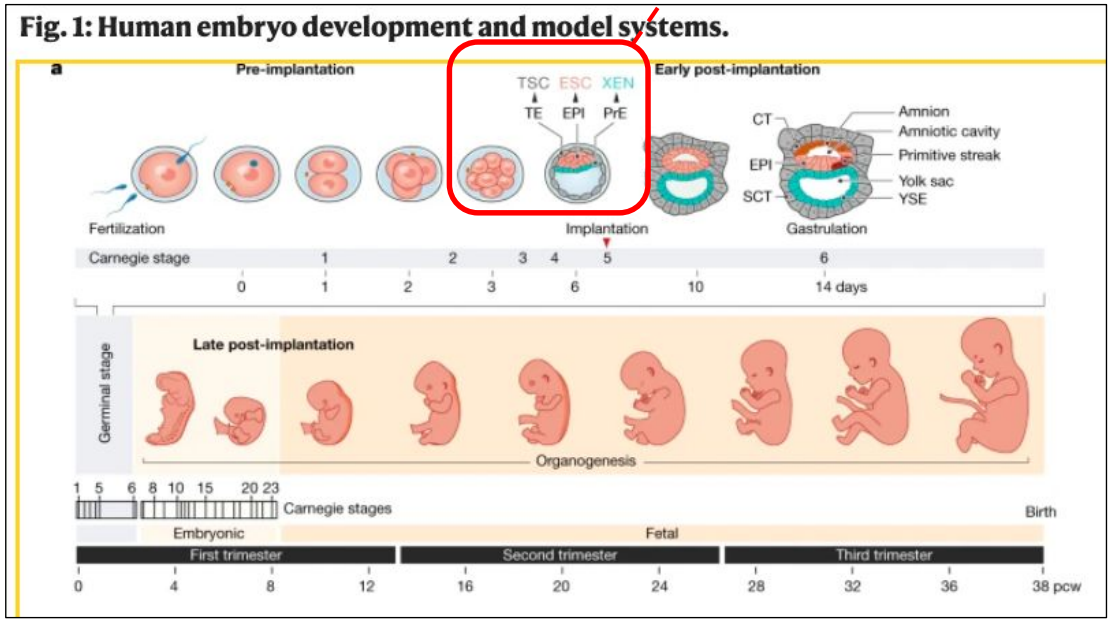 IBDP Biology 2025 SL&HL: D2.2 Gene expression Study Notes