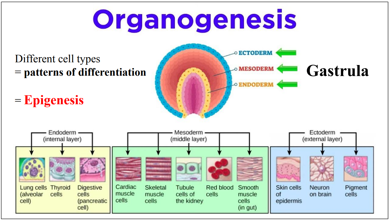 IBDP Biology 2025 SL&HL: D2.2 Gene expression Study Notes